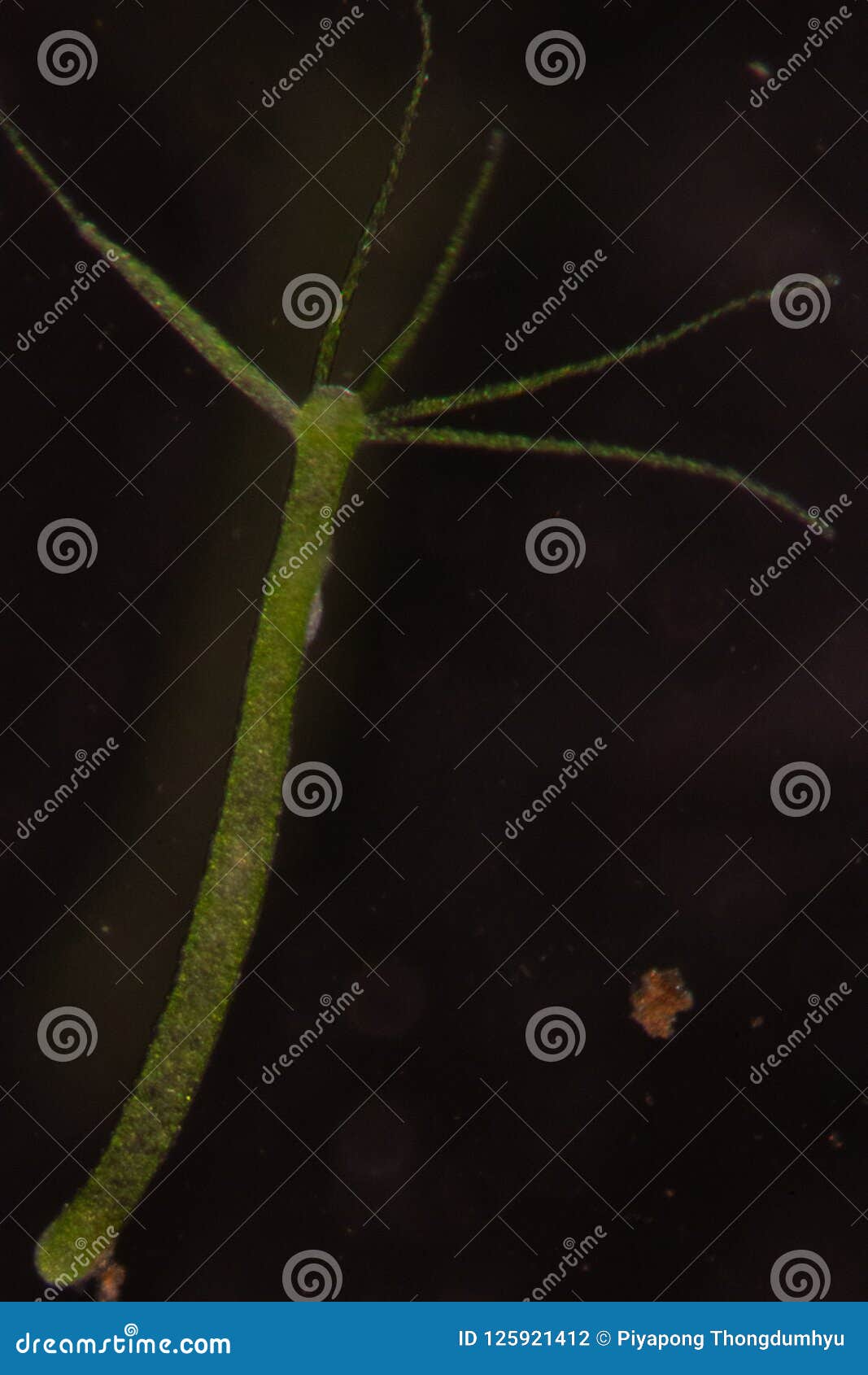 Hydra Under the Microscope for Education. Stock Photo - Image of basal ...