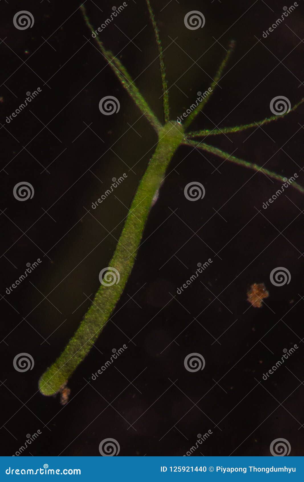 Hydra Under the Microscope for Education. Stock Photo - Image of ...
