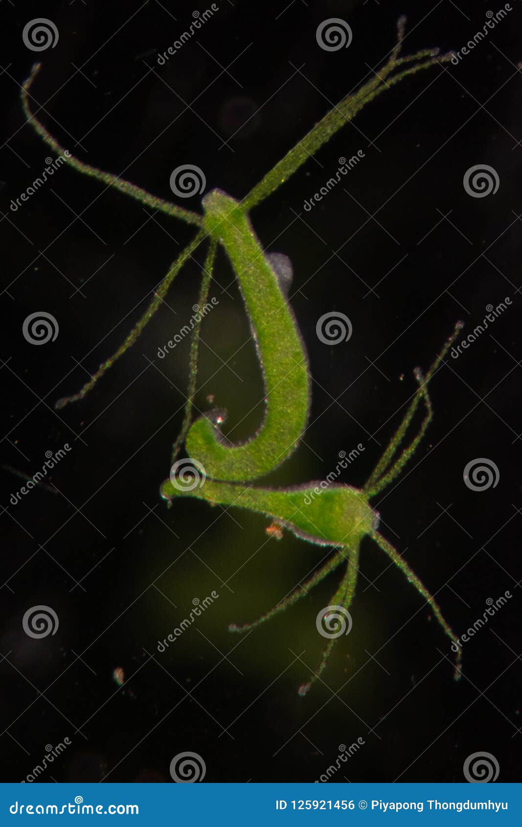 Hydra Under the Microscope for Education. Stock Photo - Image of ...