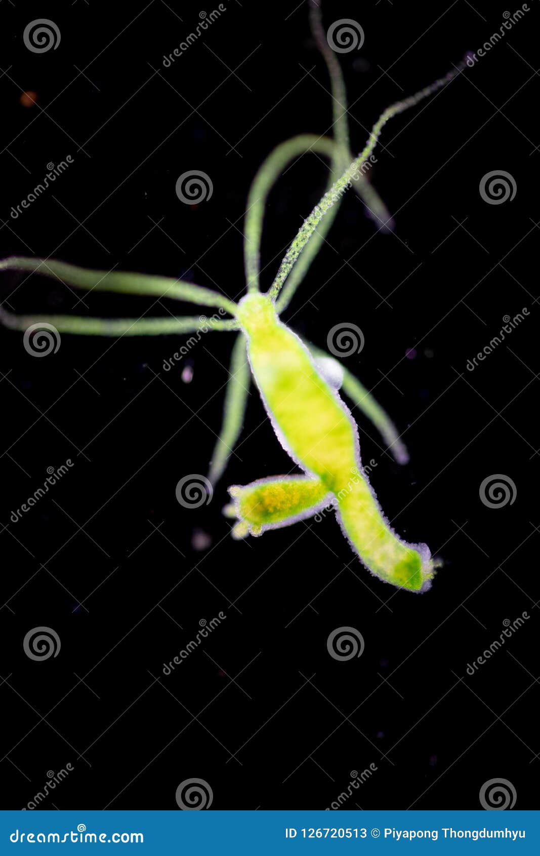 Hydra is a Genus of Small, Fresh-water Animals of the Phylum Cnidaria ...