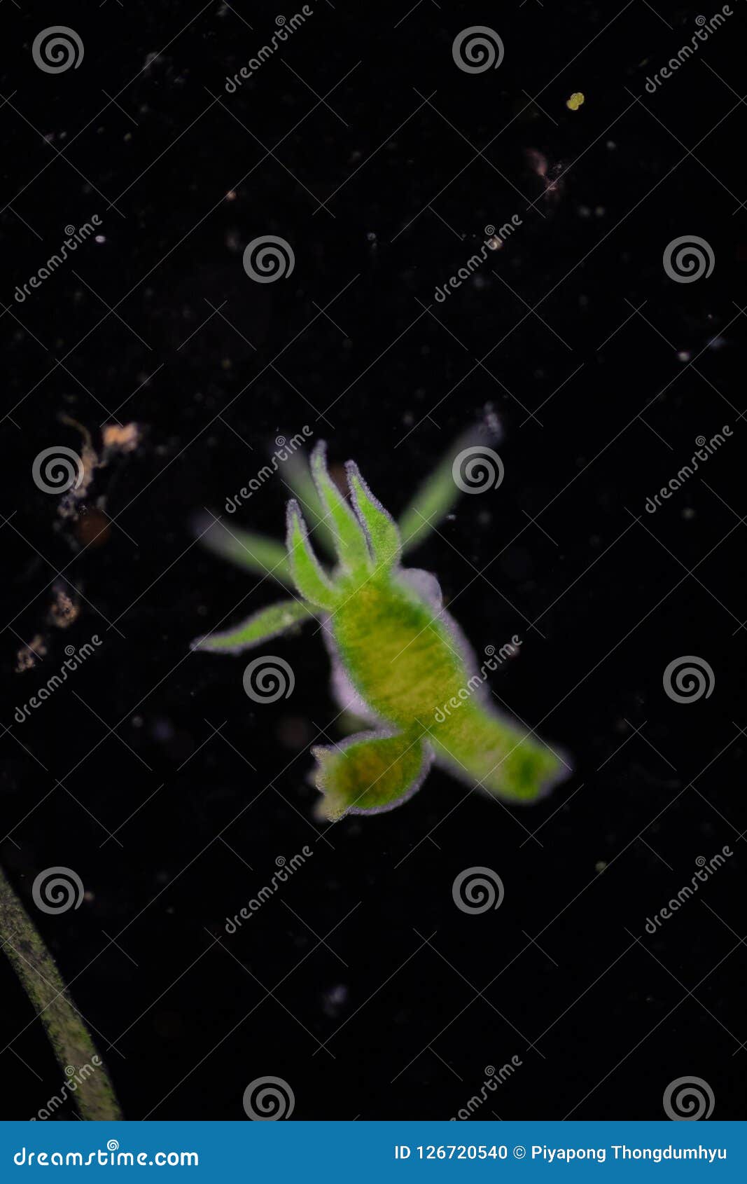 Hydra Is A Genus Of Small, Fresh-water Animals Of The Phylum Cnidaria ...