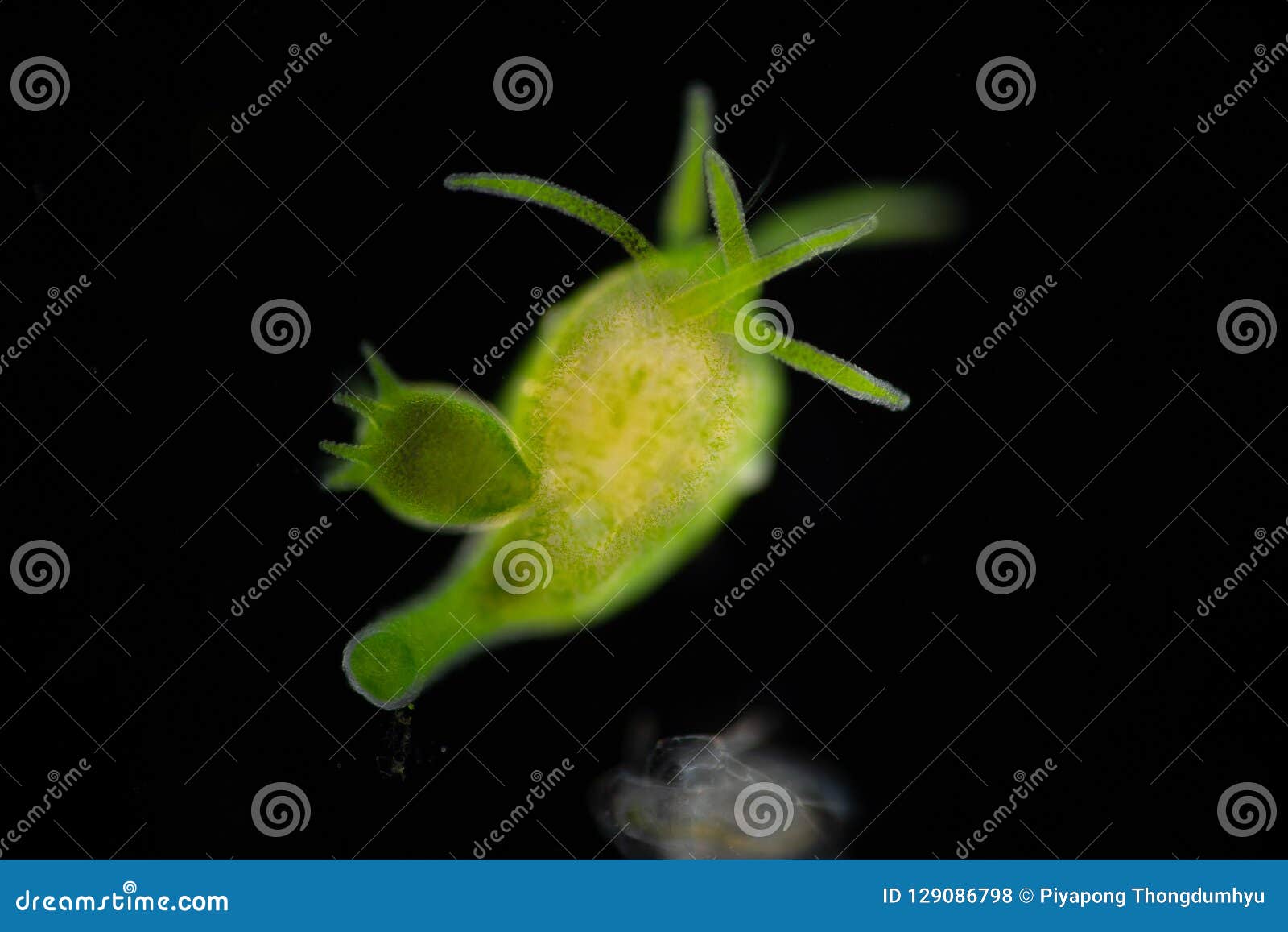 Hydra is a Genus of Small, Fresh-water Animals of the Phylum Cnidaria ...