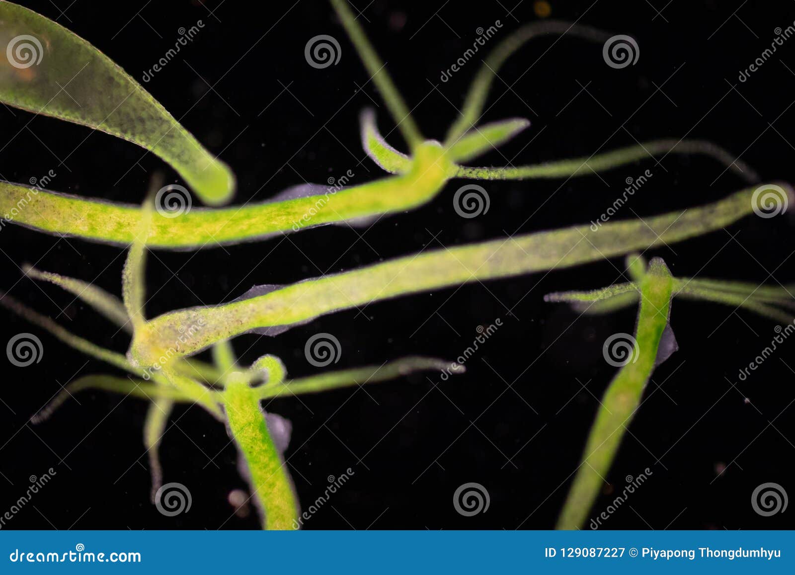 Phylum Cnidaria Hydra