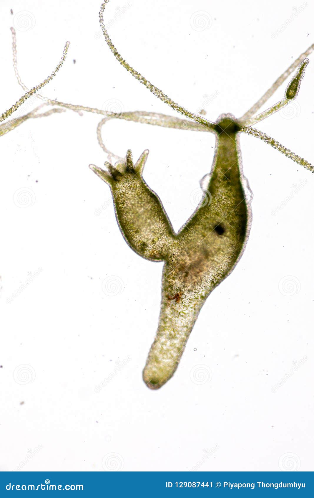 Hydra Is A Genus Of Small, Fresh-water Animals Of The Phylum Cnidaria ...