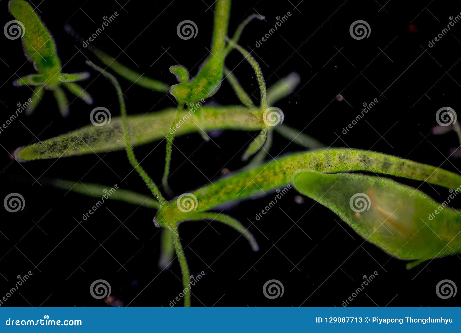 Hydra is a Genus of Small, Fresh-water Animals of the Phylum Cnidaria ...