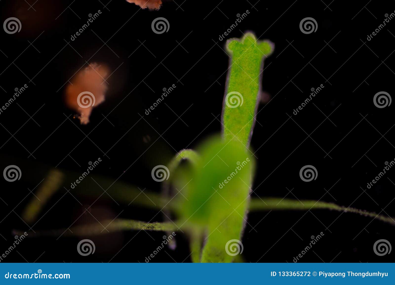 Hydra is a Genus of Small, Fresh-water Animals of the Phylum Cnidaria ...