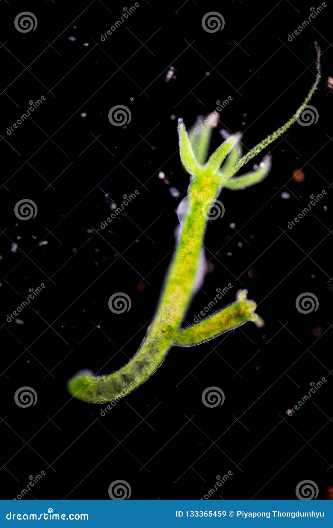 Hydra is a Genus of Small, Fresh-water Animals of the Phylum Cnidaria ...