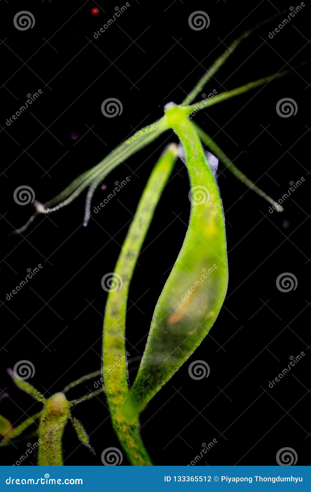 Hydra Is A Genus Of Small, Fresh-water Animals Of The Phylum Cnidaria ...