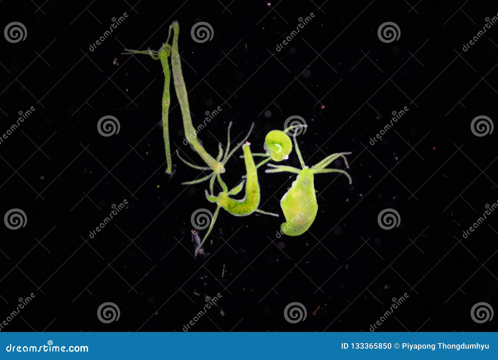 Hydra is a Genus of Small, Fresh-water Animals of the Phylum Cnidaria ...