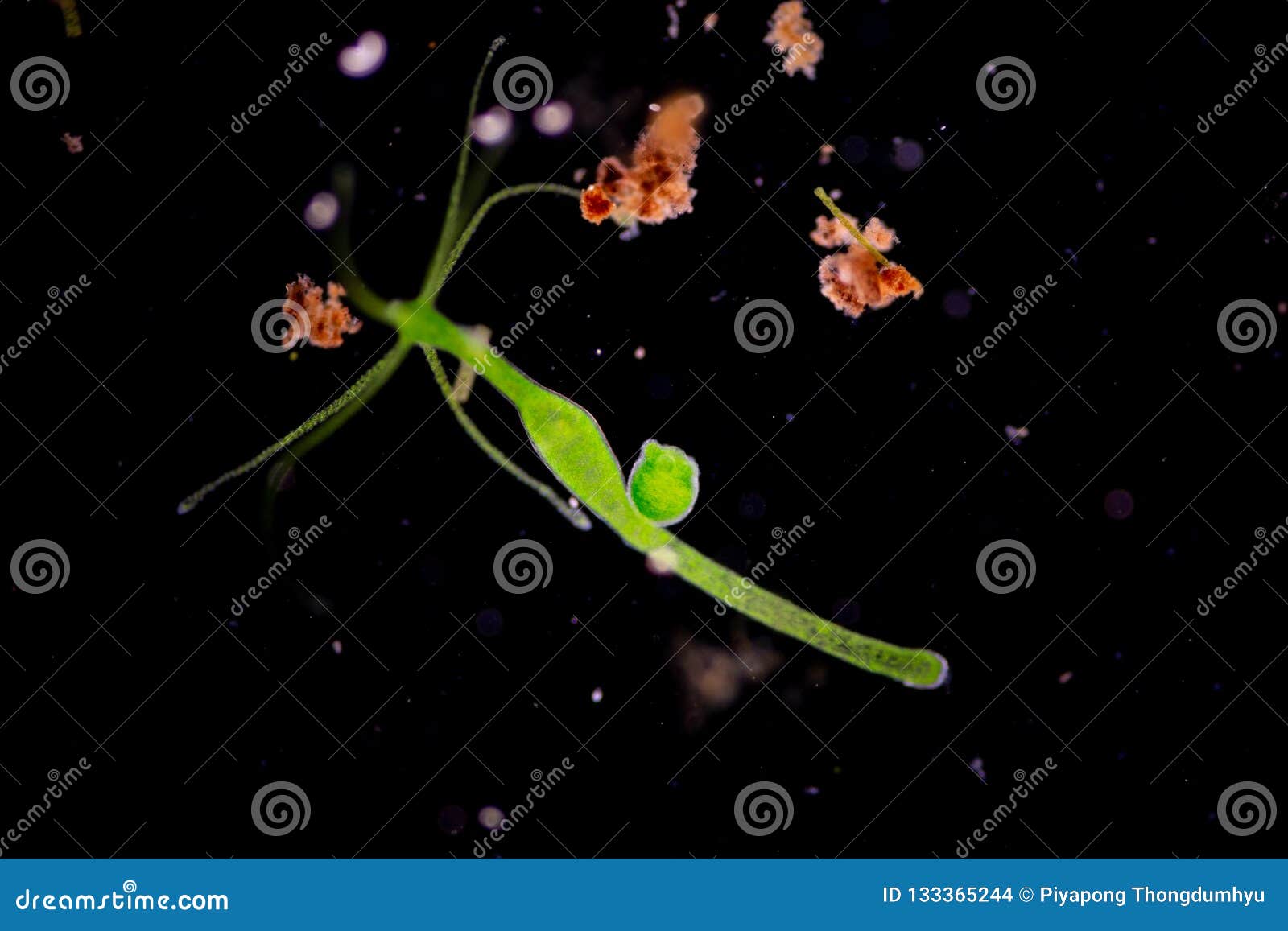 Hydra Is A Genus Of Small, Fresh-water Animals Of The Phylum Cnidaria ...