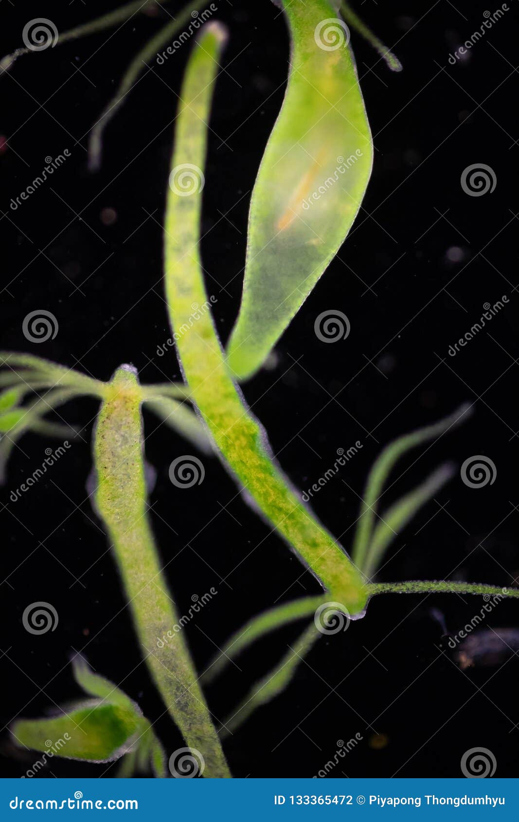 Hydra Is A Genus Of Small, Fresh-water Animals Of The Phylum Cnidaria ...