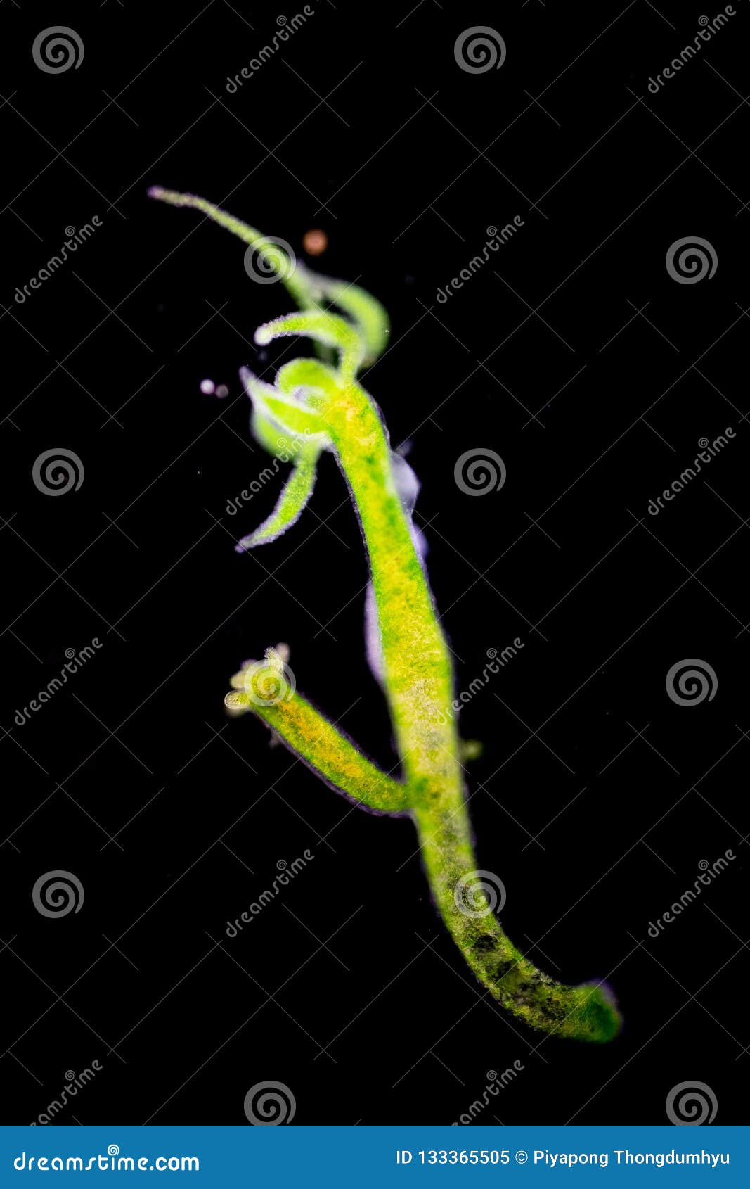 Hydra Is A Genus Of Small, Fresh-water Animals Of The Phylum Cnidaria ...