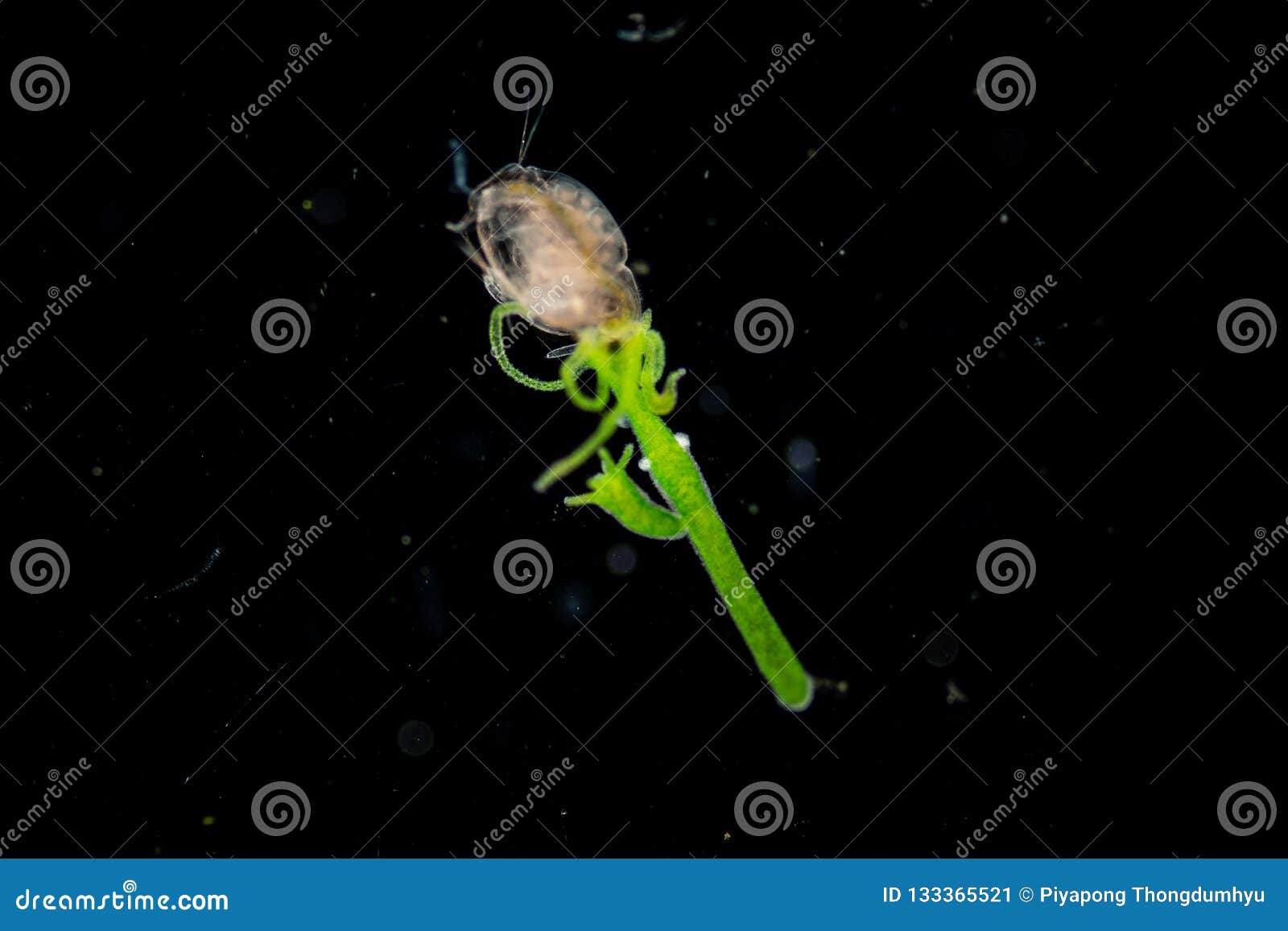 Hydra Is A Genus Of Small, Fresh-water Animals Of The Phylum Cnidaria ...