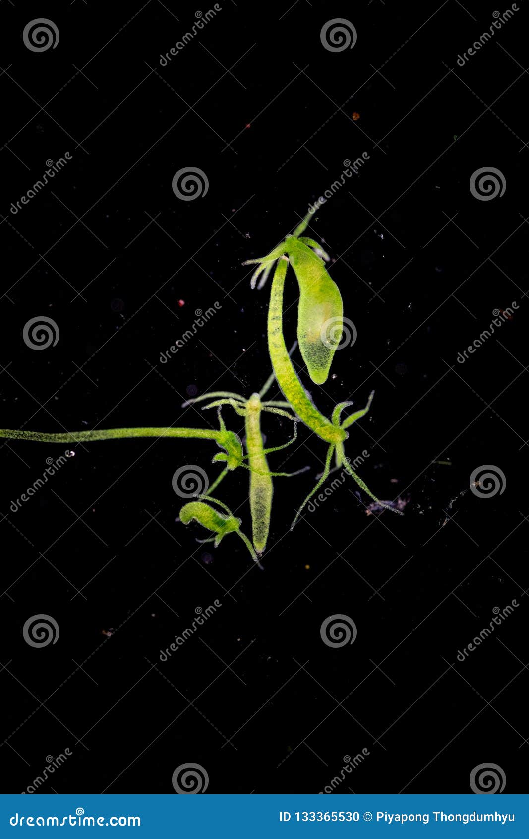 Hydra Is A Genus Of Small, Fresh-water Animals Of The Phylum Cnidaria ...