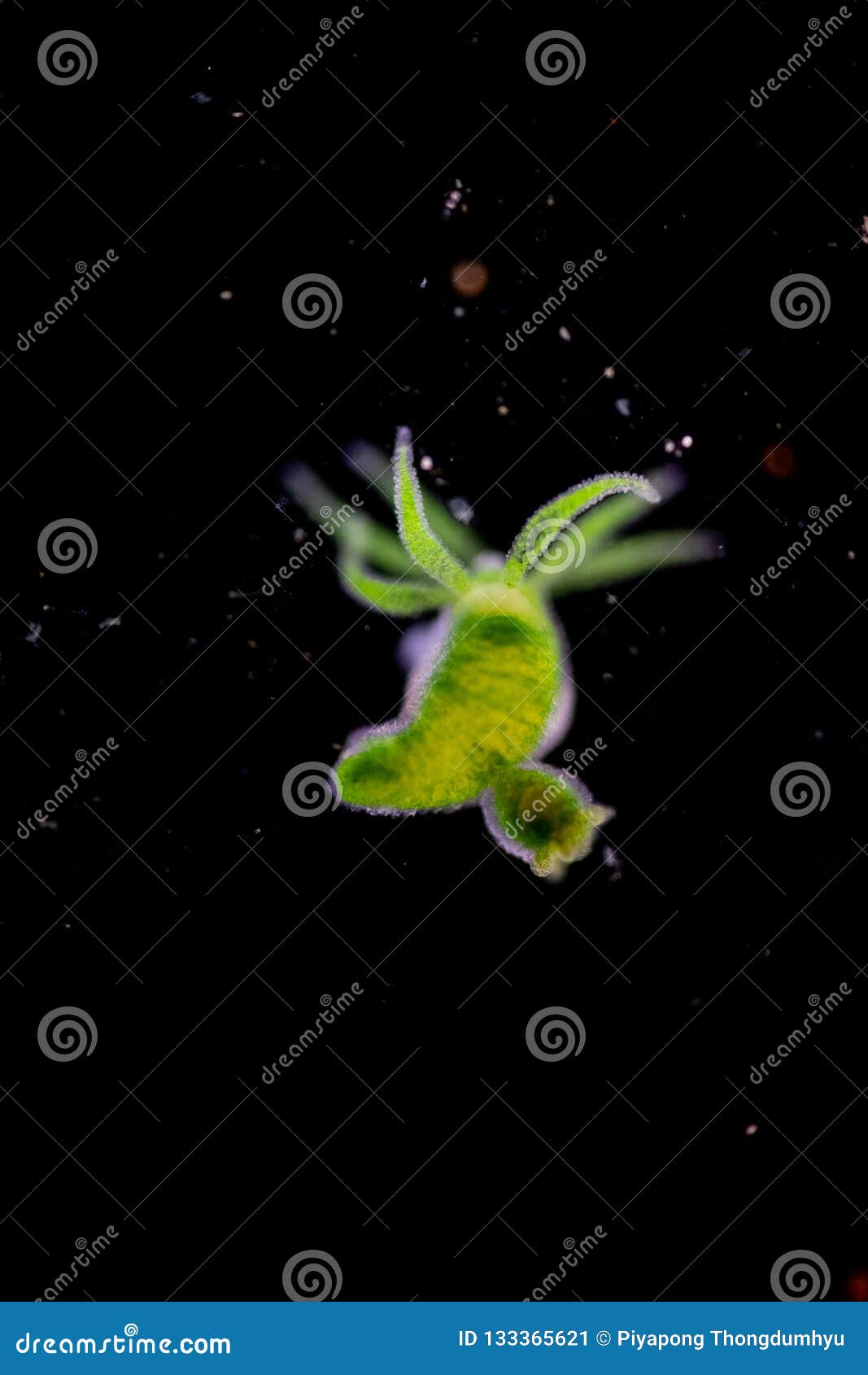 Hydra is a Genus of Small, Fresh-water Animals of the Phylum Cnidaria ...