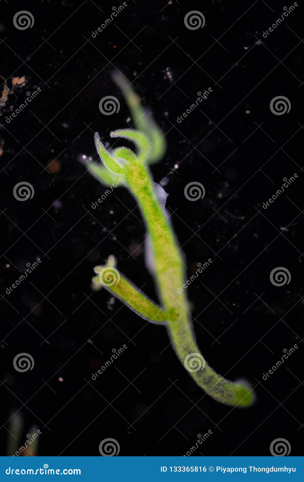 Hydra Biology Microscope