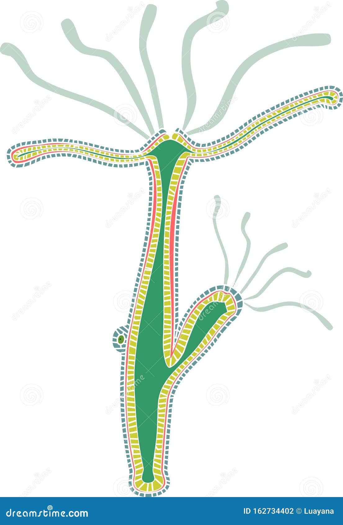 Hydra Polyp Cartoon Vector | CartoonDealer.com #162734393