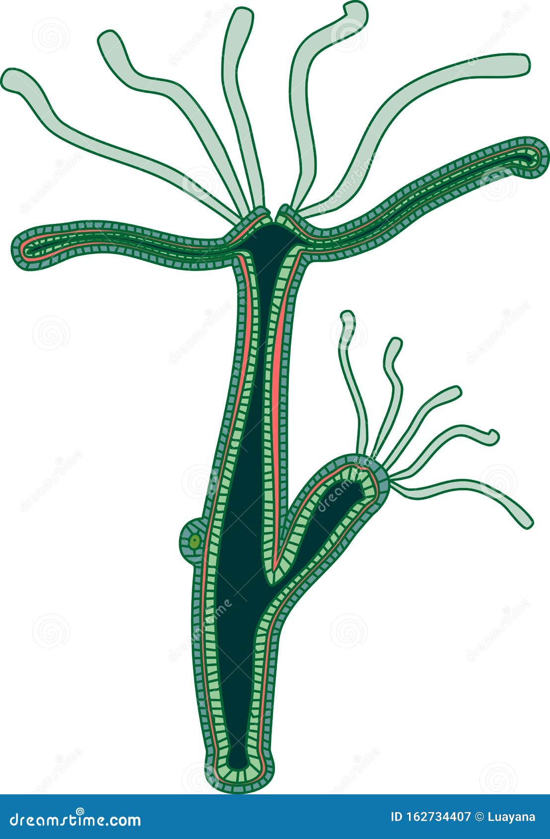 Hydra Biology Diagram
