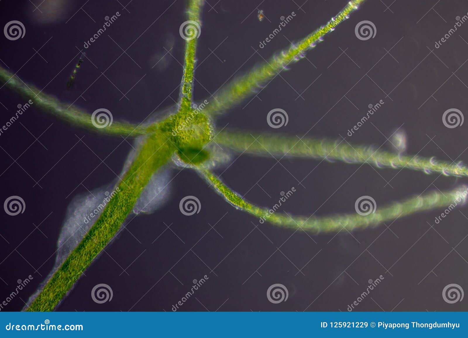Hydra Under The Microscope Royalty-Free Stock Image | CartoonDealer.com ...