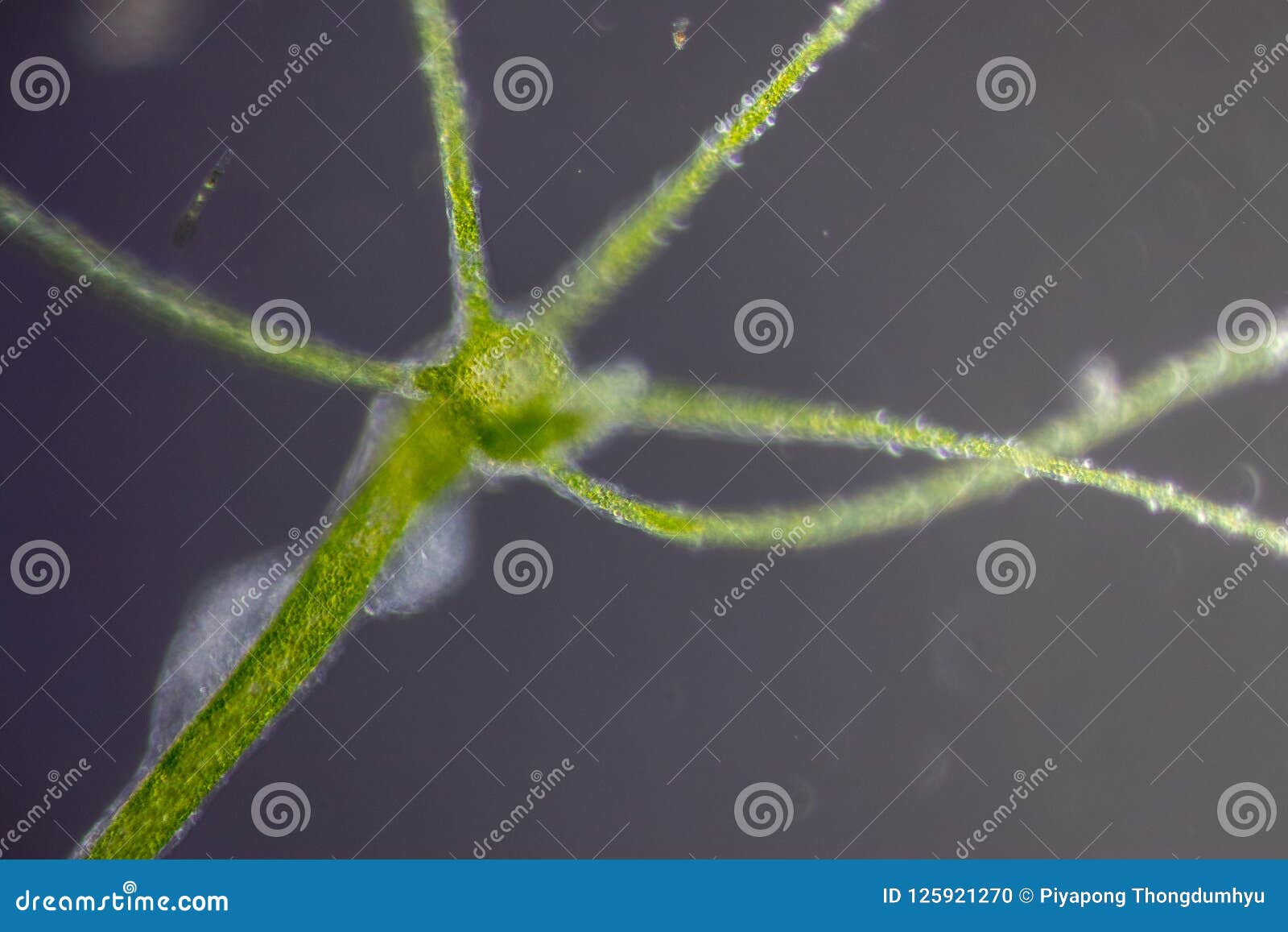 Hydra Under the Microscope for Education. Stock Photo - Image of ...