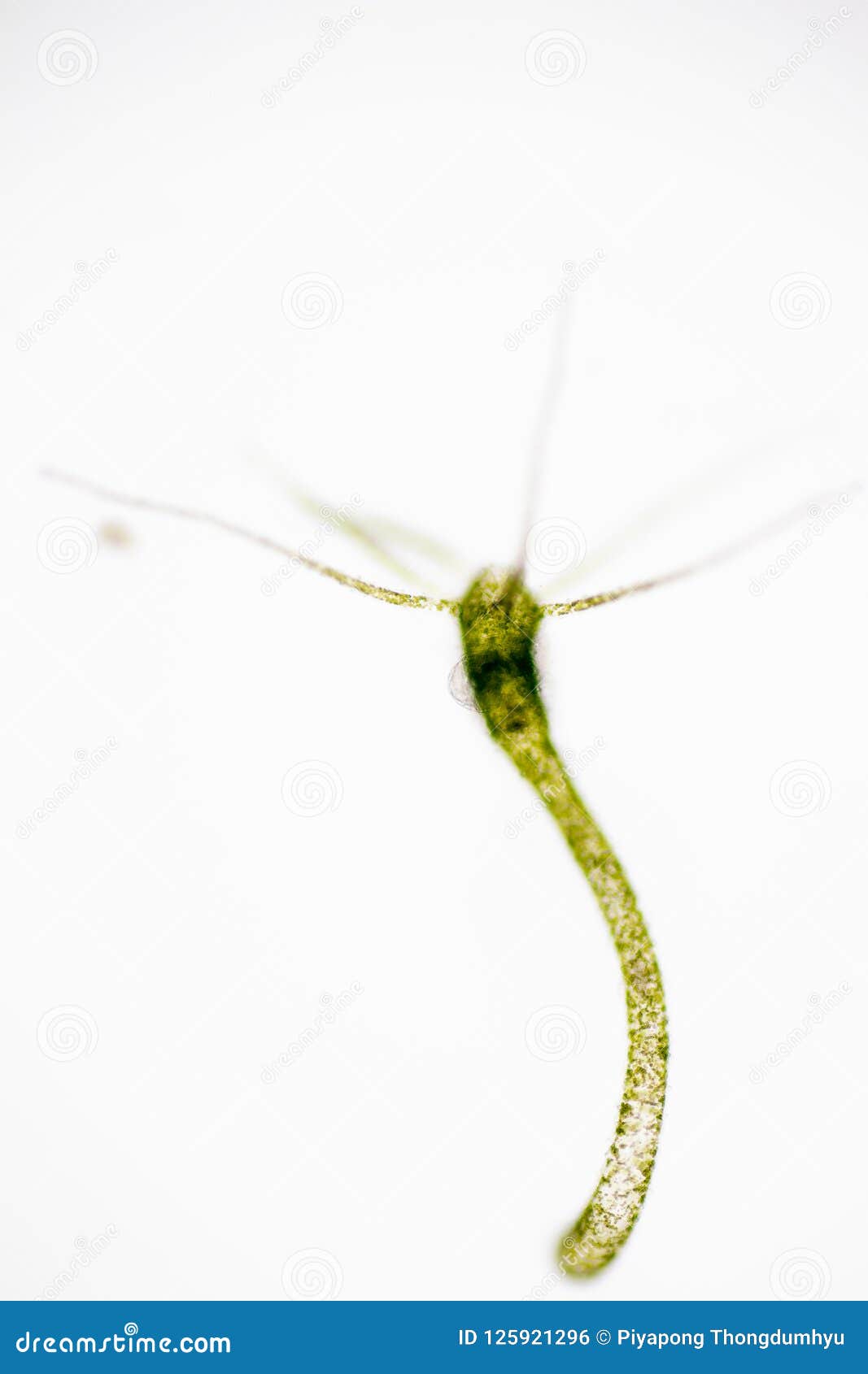 Hydra Under Microscope