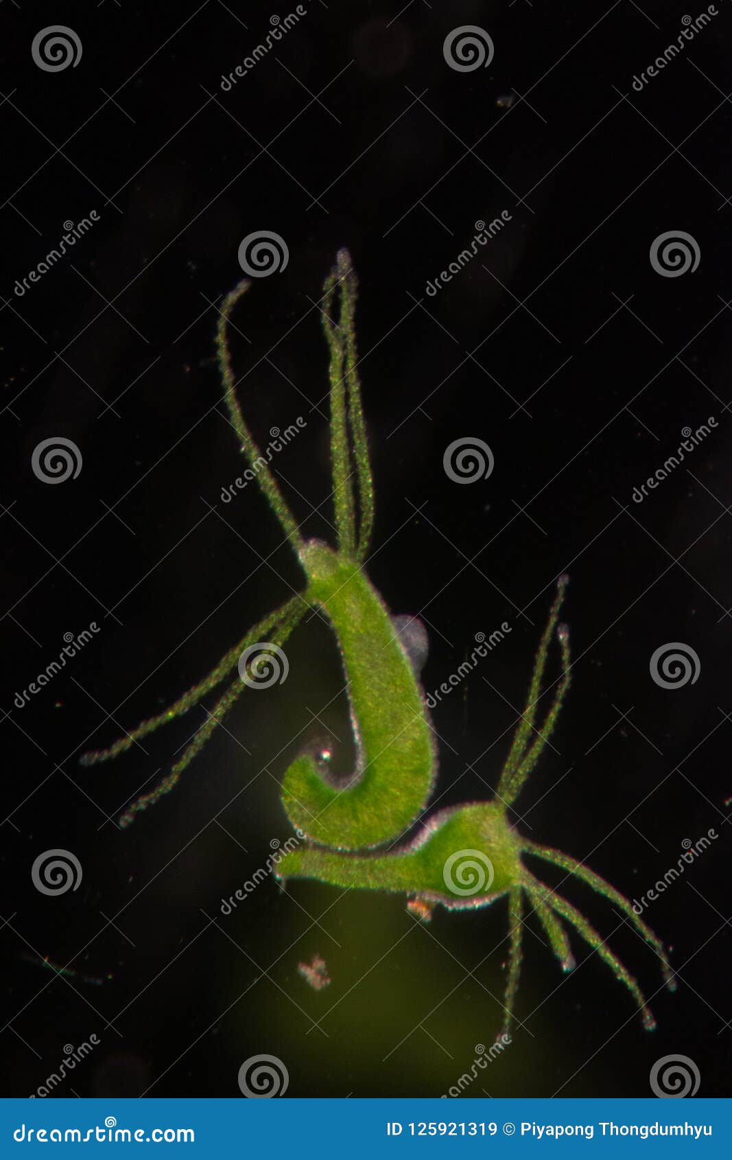 Hydra Under the Microscope for Education. Stock Image - Image of ...