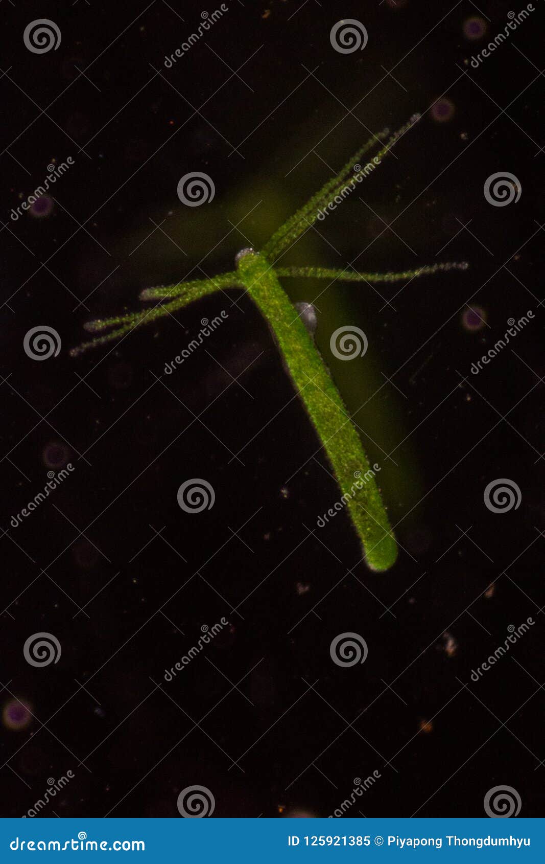 Hydra Under the Microscope for Education. Stock Image - Image of ...