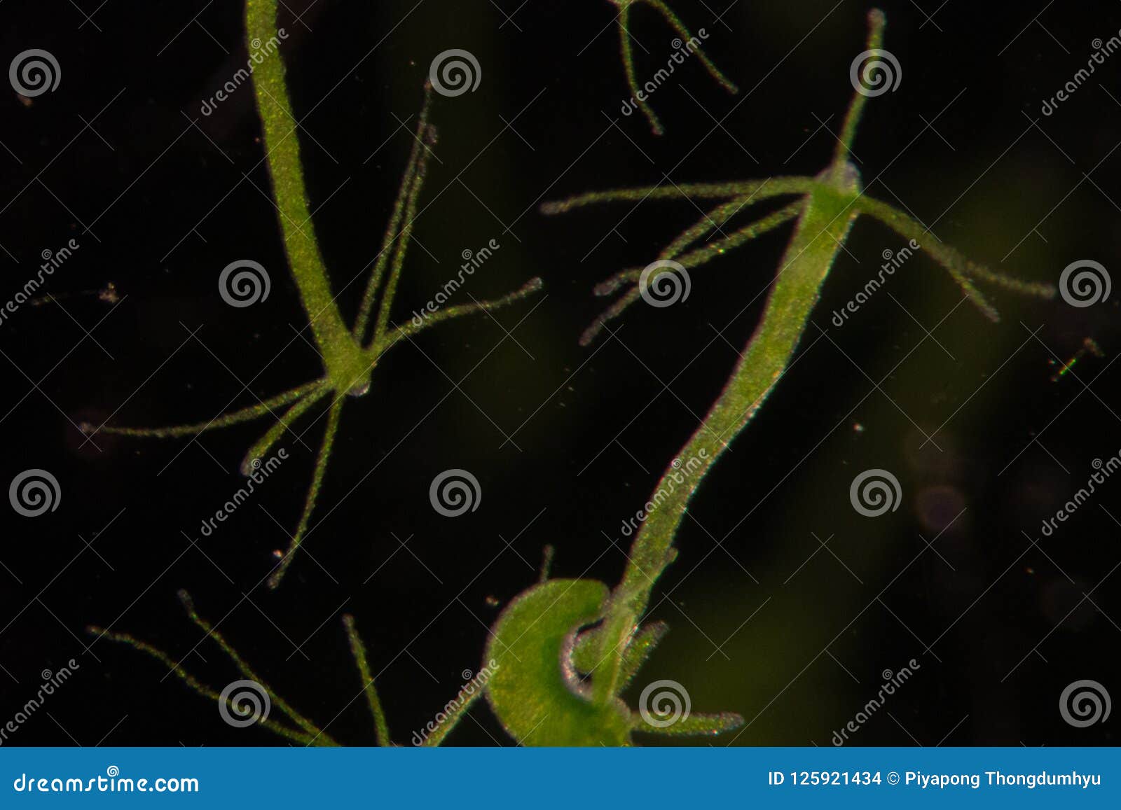 Hydra Under the Microscope for Education. Stock Photo - Image of ...