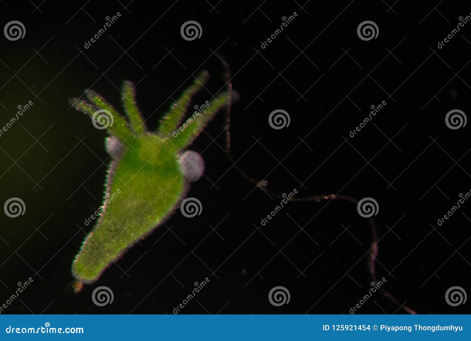 Hydra Under the Microscope for Education. Stock Photo - Image of ...
