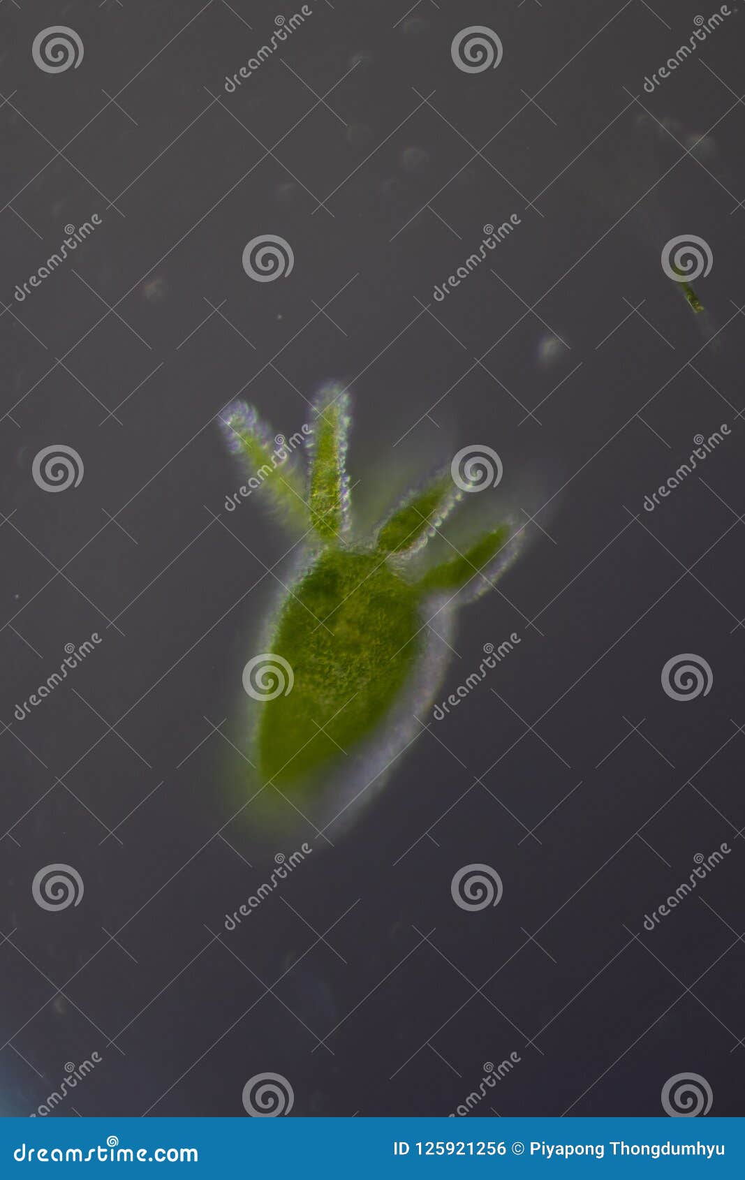Hydra Under the Microscope for Education. Stock Photo - Image of ...