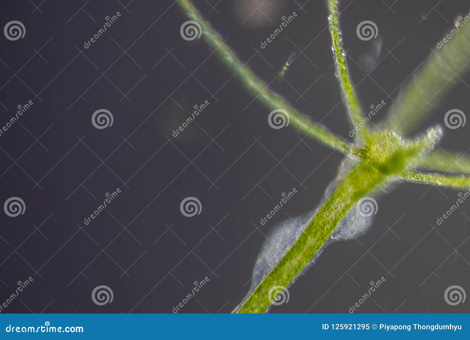 Hydra Under the Microscope for Education. Stock Image - Image of cnida ...