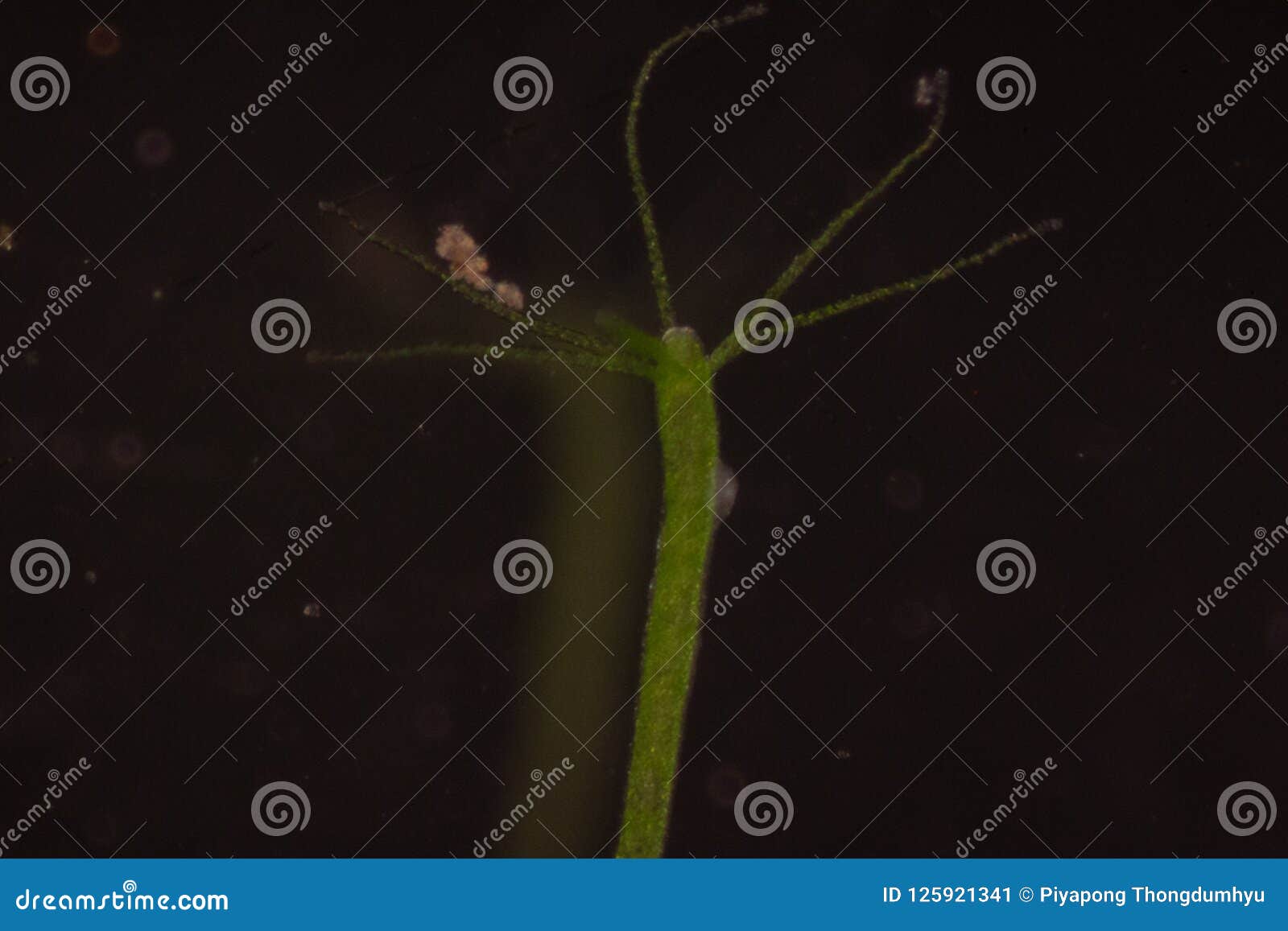 Hydra Under the Microscope for Education. Stock Image - Image of ...
