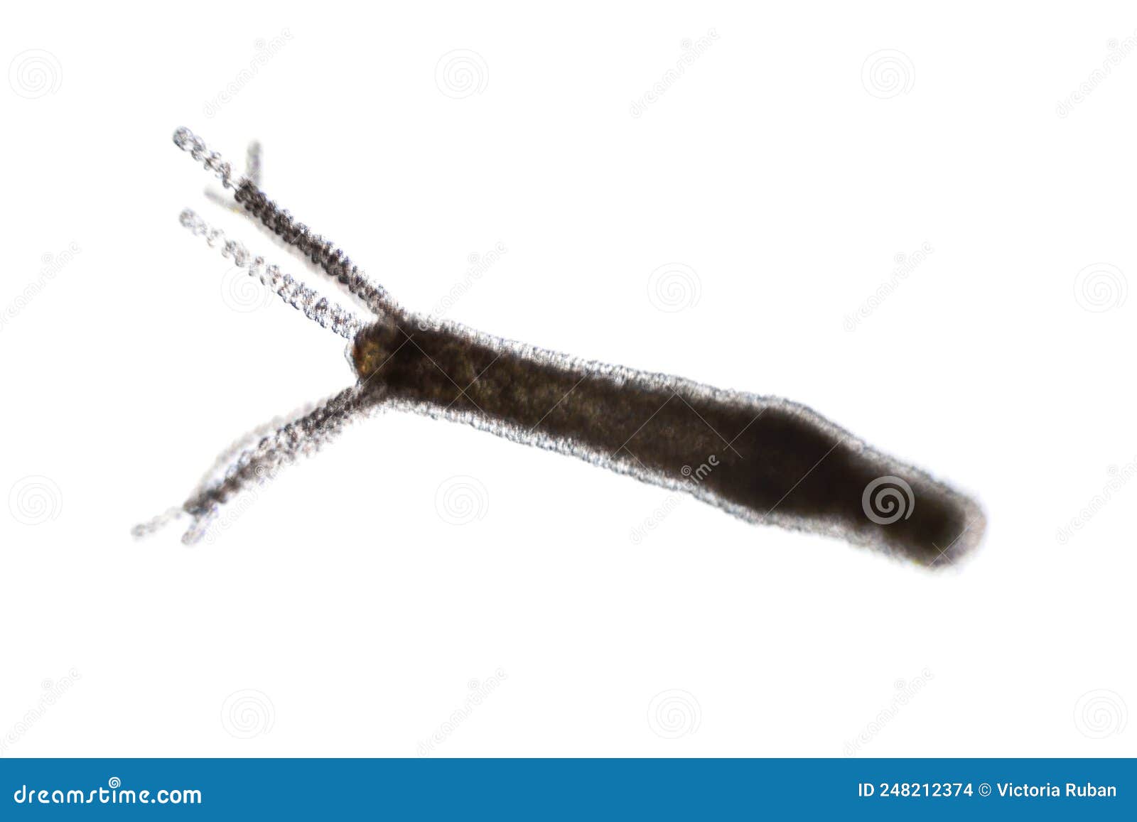 Hydra Vulgaris Under a Light Microscope Stock Photo - Image of teaching ...