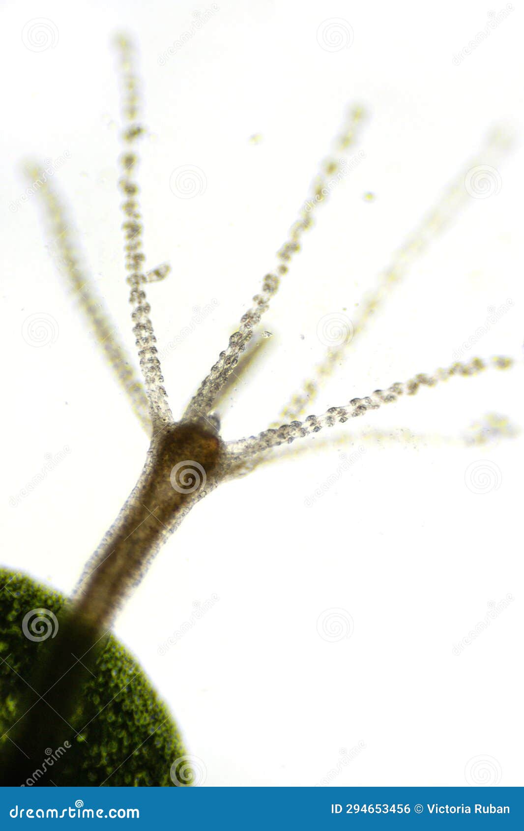Hydra Vulgaris Under a Light Microscope Stock Photo - Image of wildlife ...
