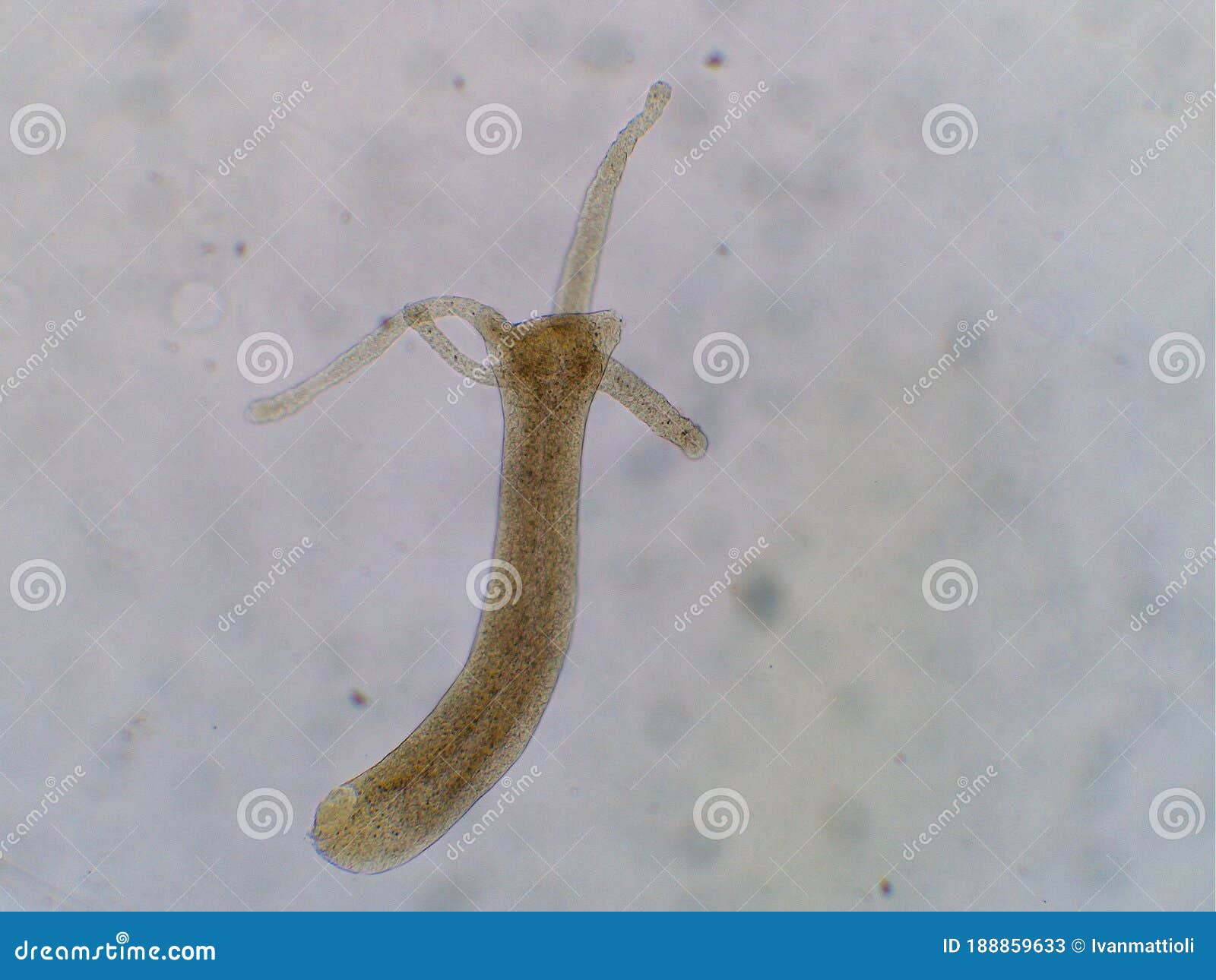 Hydra Vulgaris Under the Microscope. Fresh-water Polyp Stock Image ...
