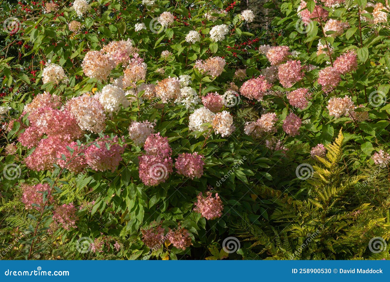 Hydragea Paniculata Phantom Stock Photo - Image of devon, gardens ...