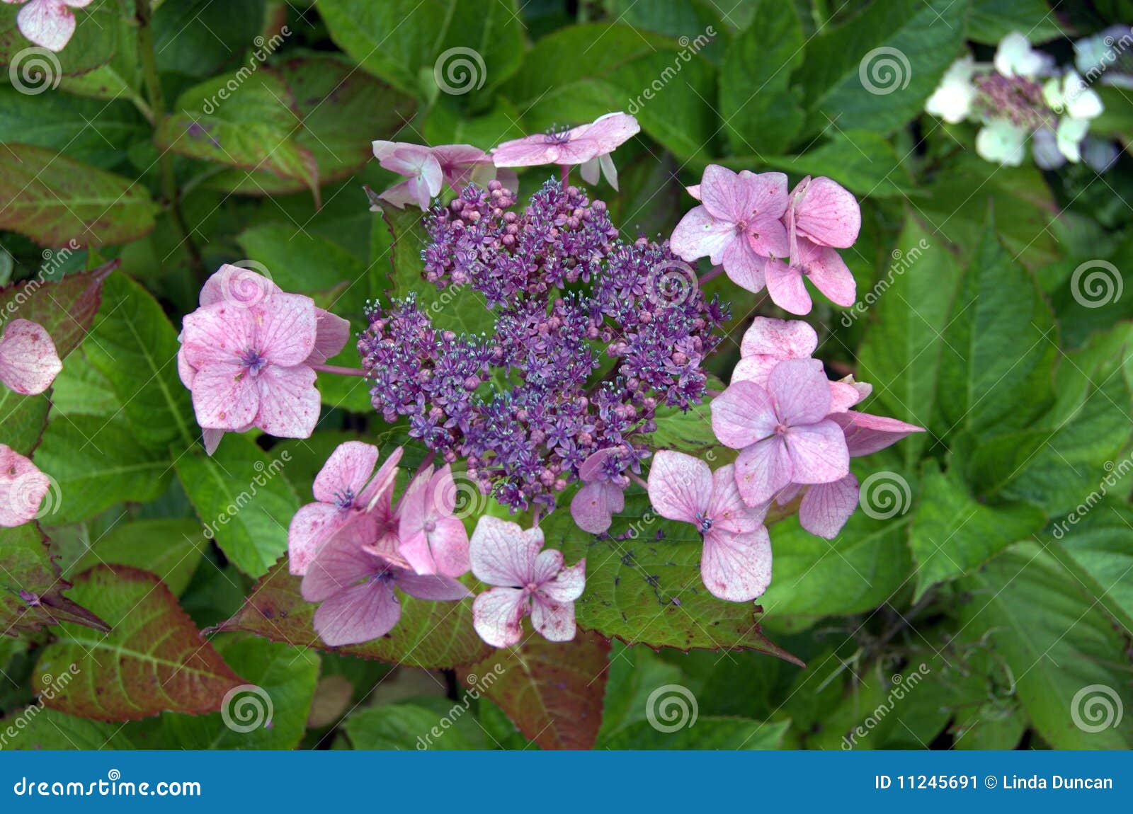 Hydranga flower stock image. Image of gardening, boquet - 11245691