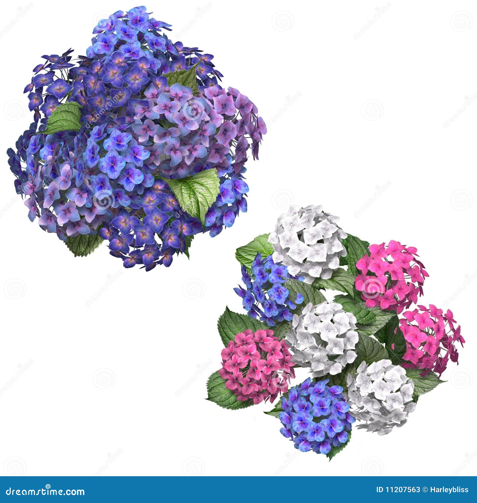 Hydrangea illustration stock. Illustration du bleu, centrale - 11207563