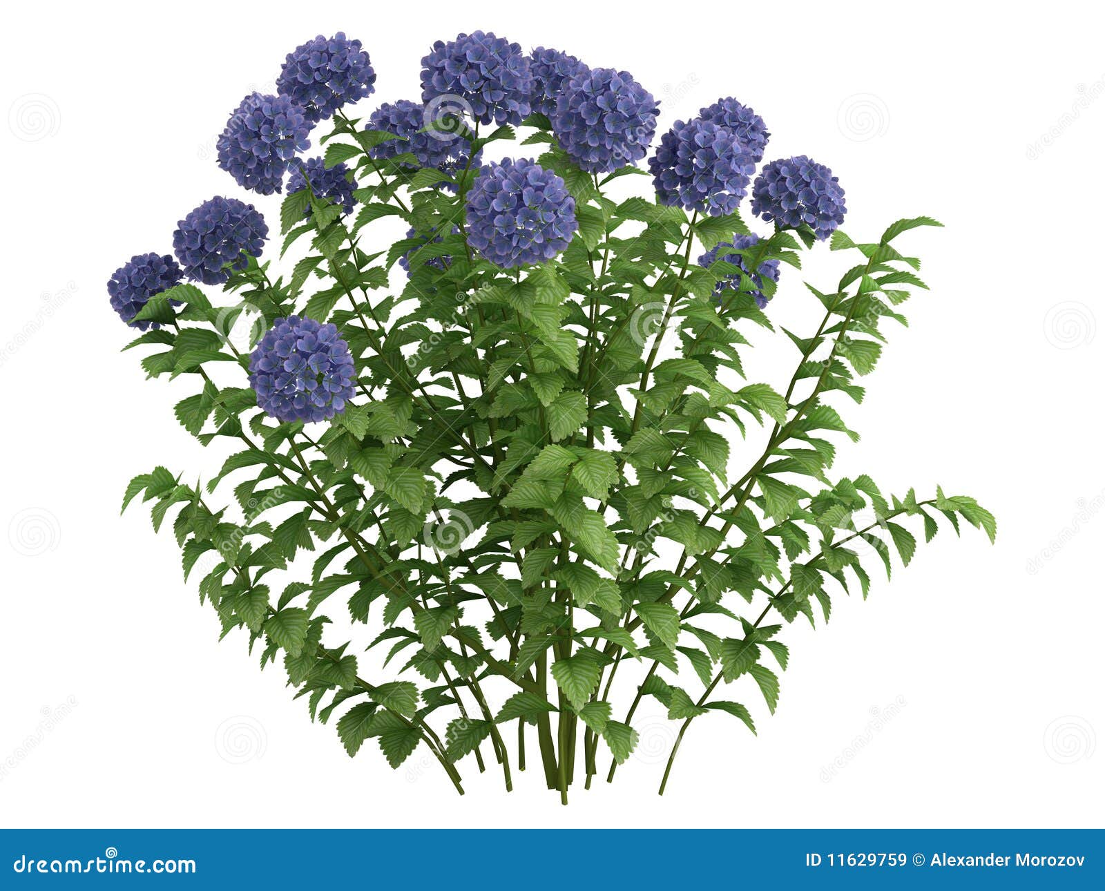 Hydrangea stock illustration. Illustration of nature - 11629759