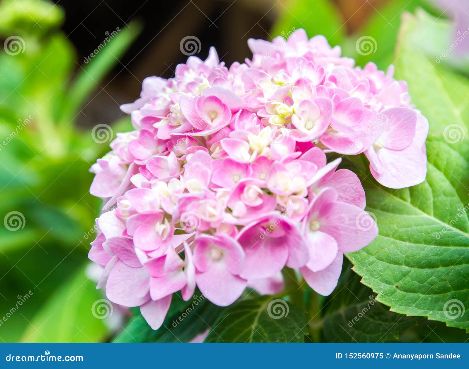 Hydrangea stock image. Image of color, single, nature - 152560975