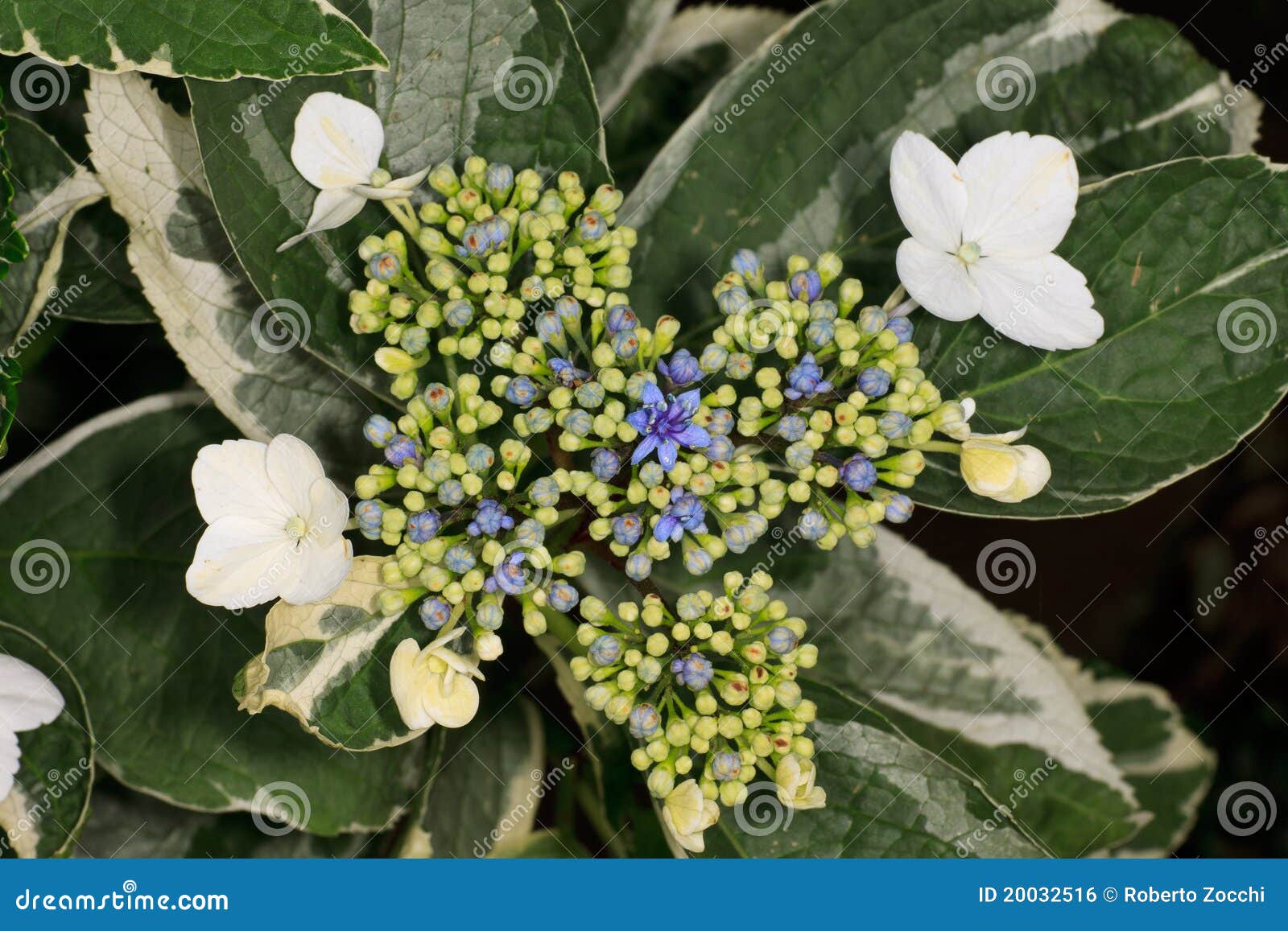Hydrangea stock photo. Image of spring, plant, nature - 20032516
