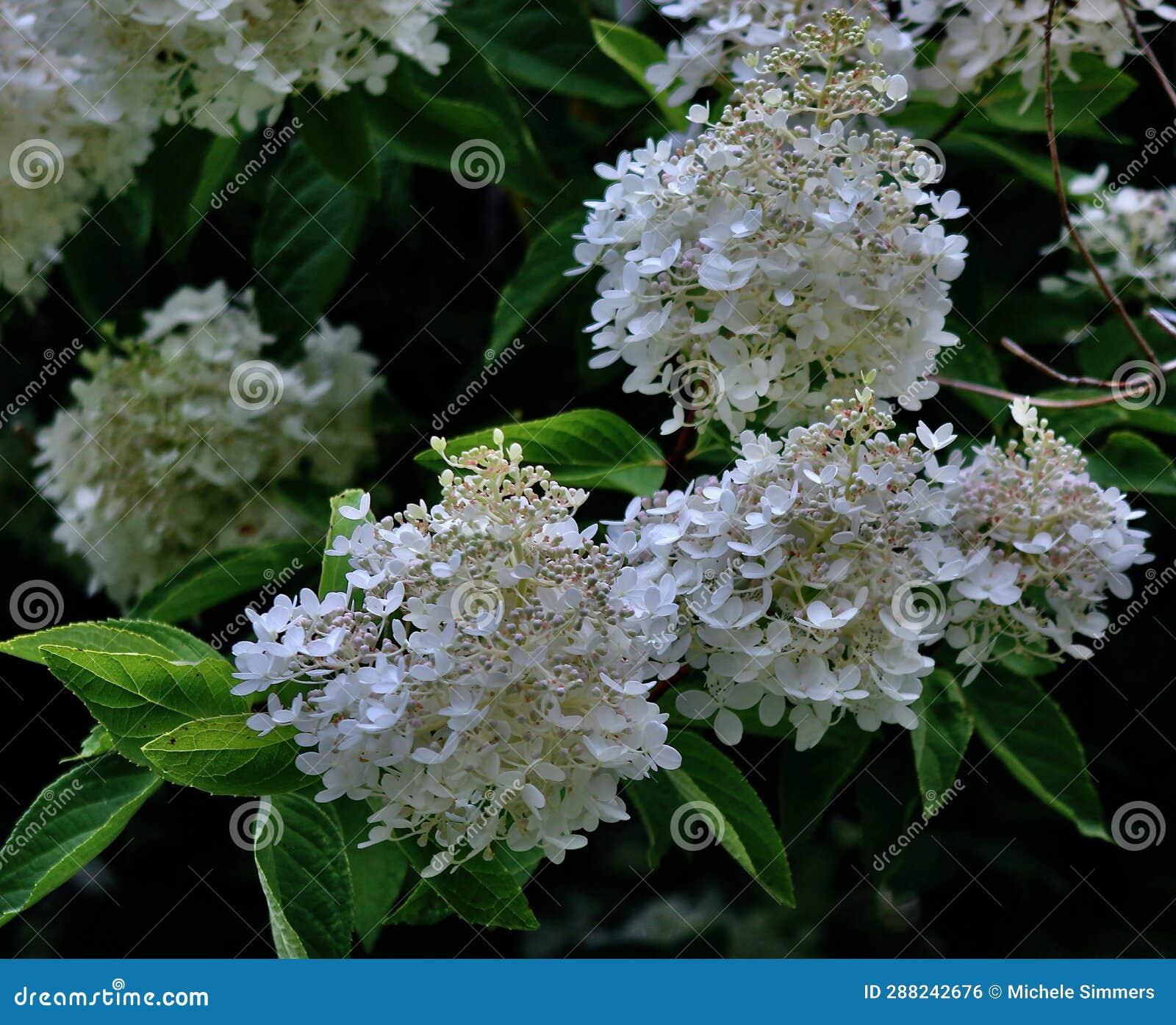 Summer End Hydrangea Small Fragrant Blossoms Jenningsville Pennsylvania ...