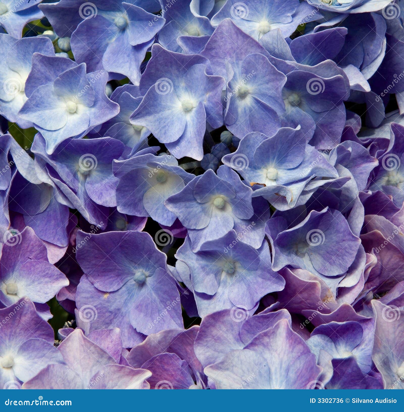 Hydrangea stock photo. Image of purity, blur, smooth, blue - 3302736