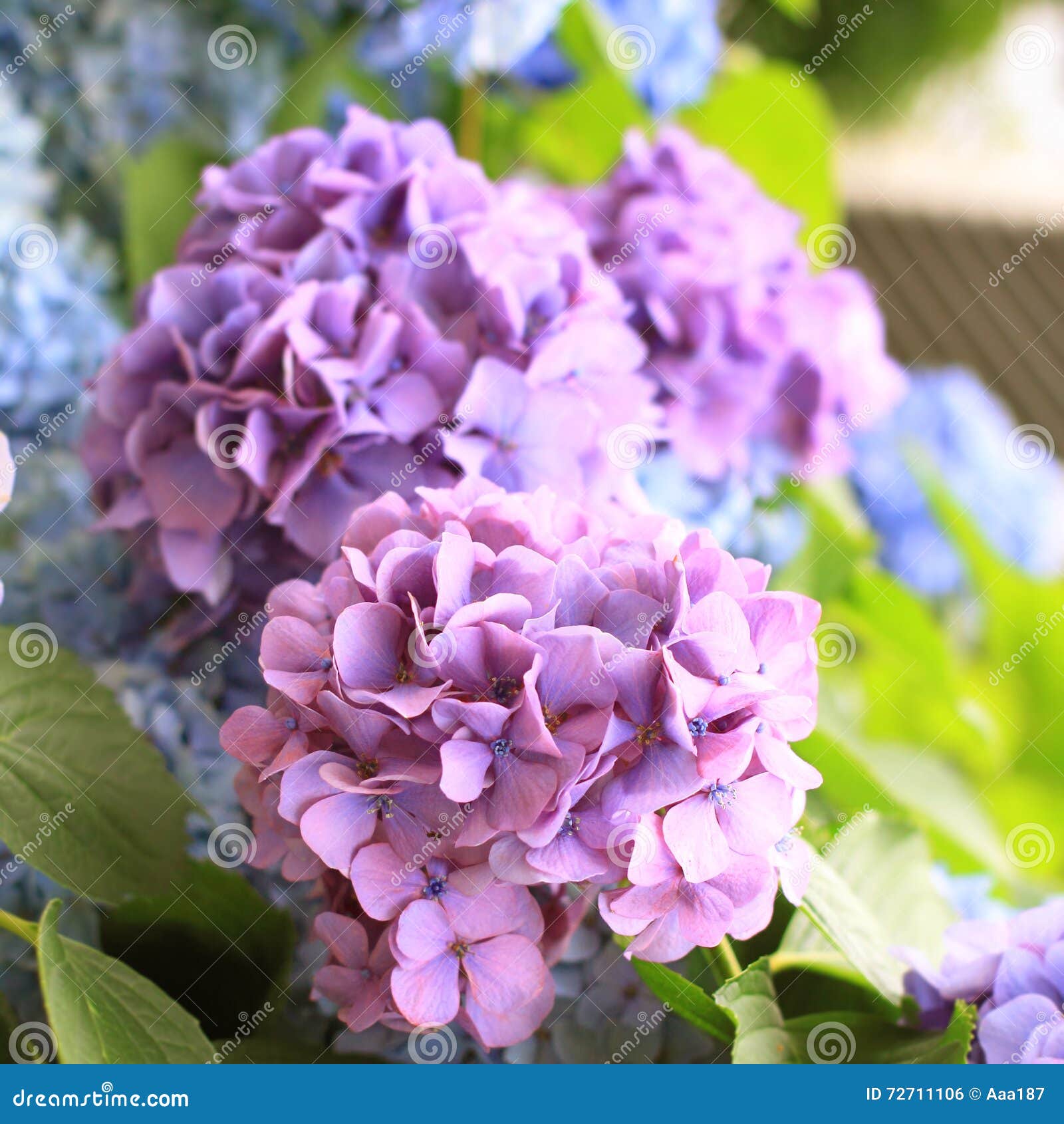 Hydrangea abstract stock photo. Image of flower, background - 72711106