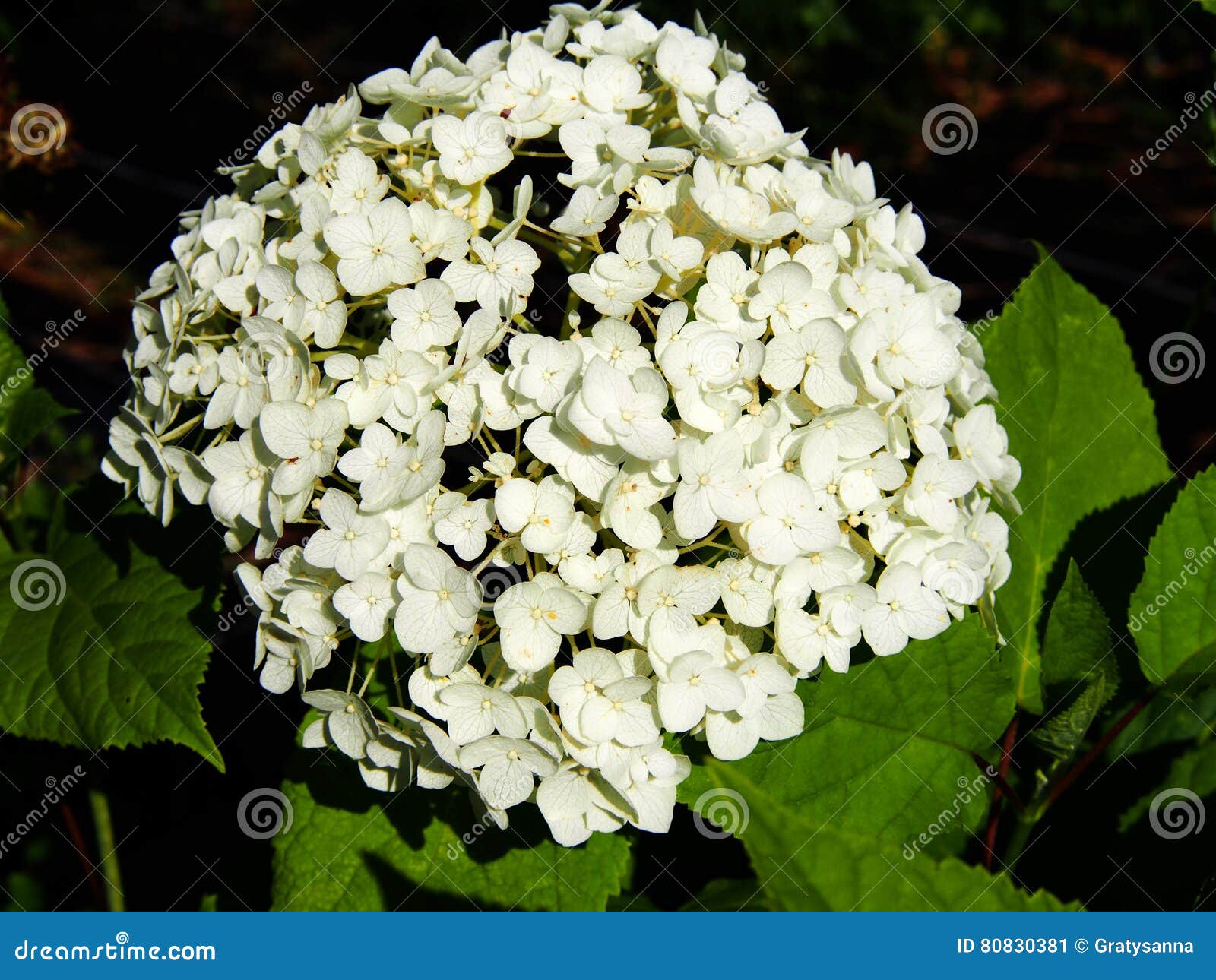 Hydrangea Arborescens `Annabelle`, Sevenbark Royalty-Free Stock Photo ...