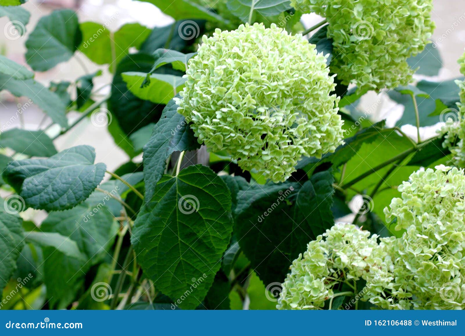Hydrangea Arborescens `Annabelle`, Sevenbark Stock Photo - Image of ...