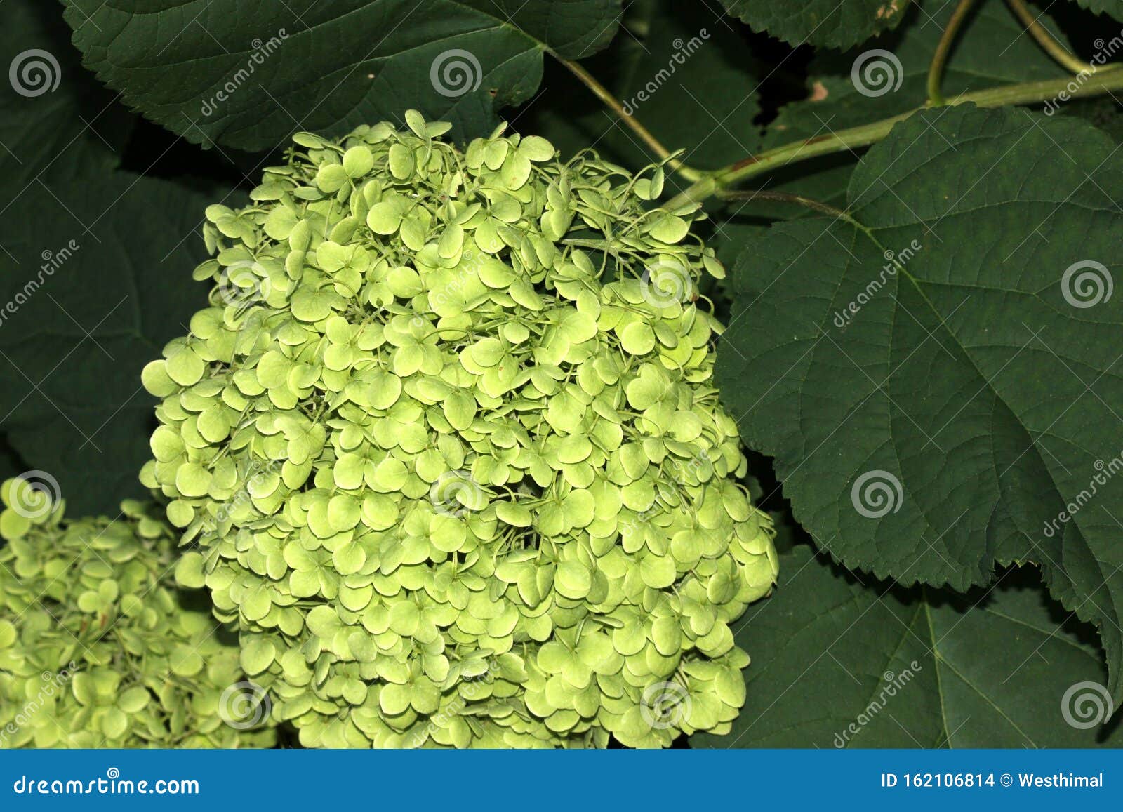 Hydrangea Arborescens `Annabelle`, Sevenbark Stock Photo - Image of ...