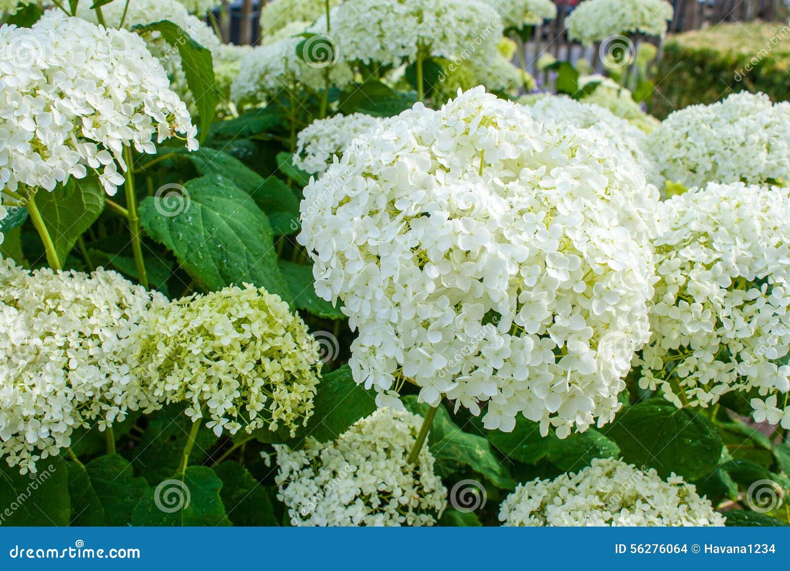Hydrangea Arborescens Annabelle White Balls Summer Flowers. Stock Photo ...