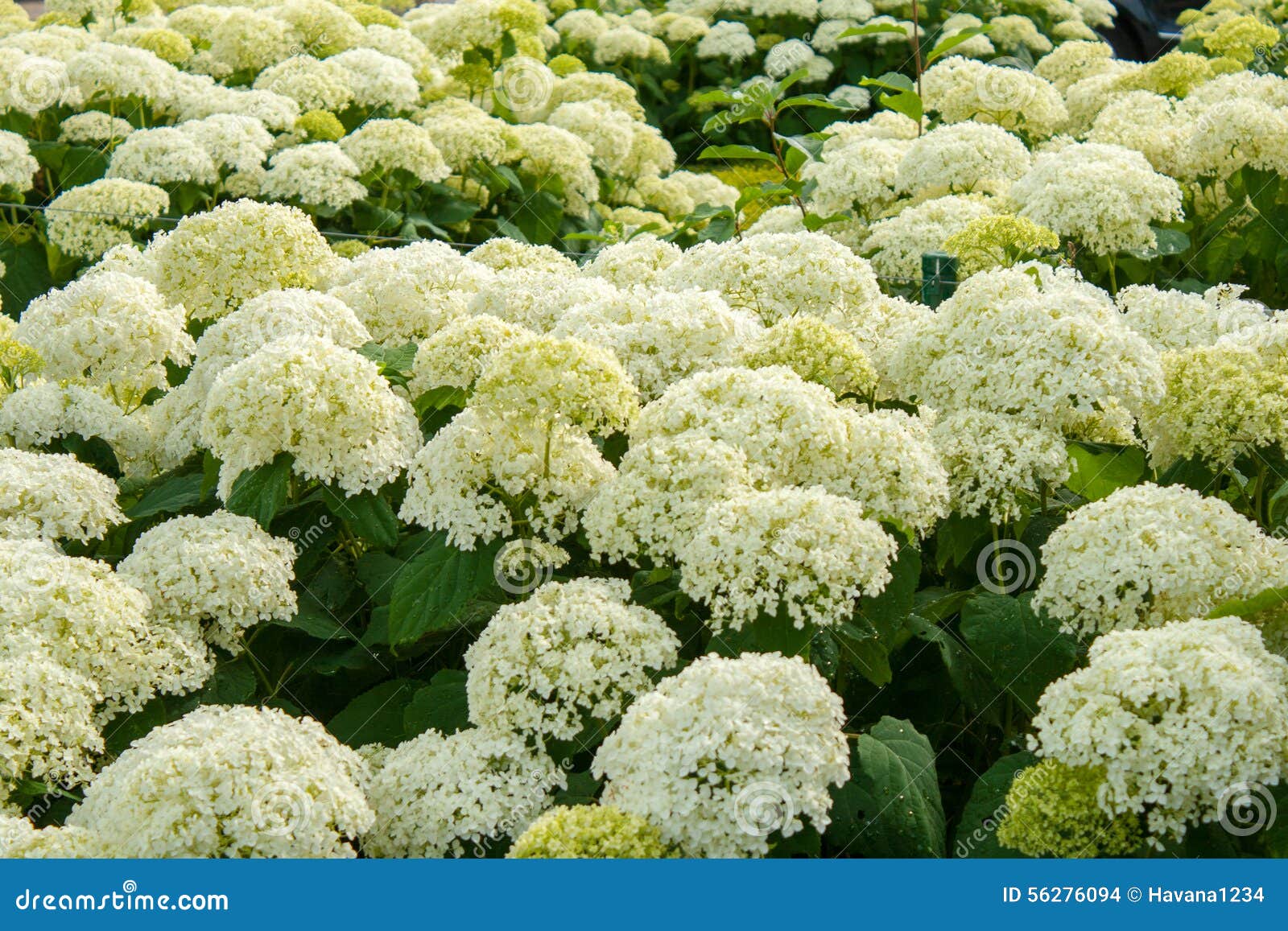 Hydrangea Arborescens Annabelle White Balls Summer Flowers. Stock Photo ...