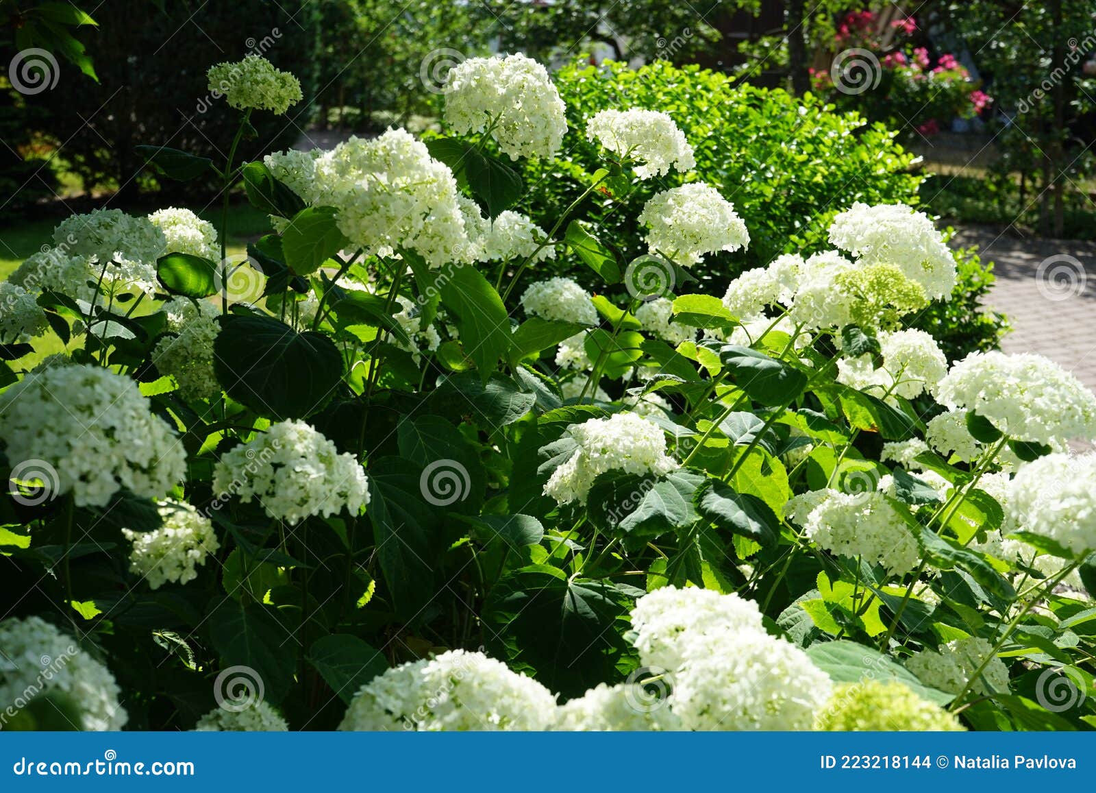 Hydrangea Arborescens is a Species of Flowering Plant in the Family ...